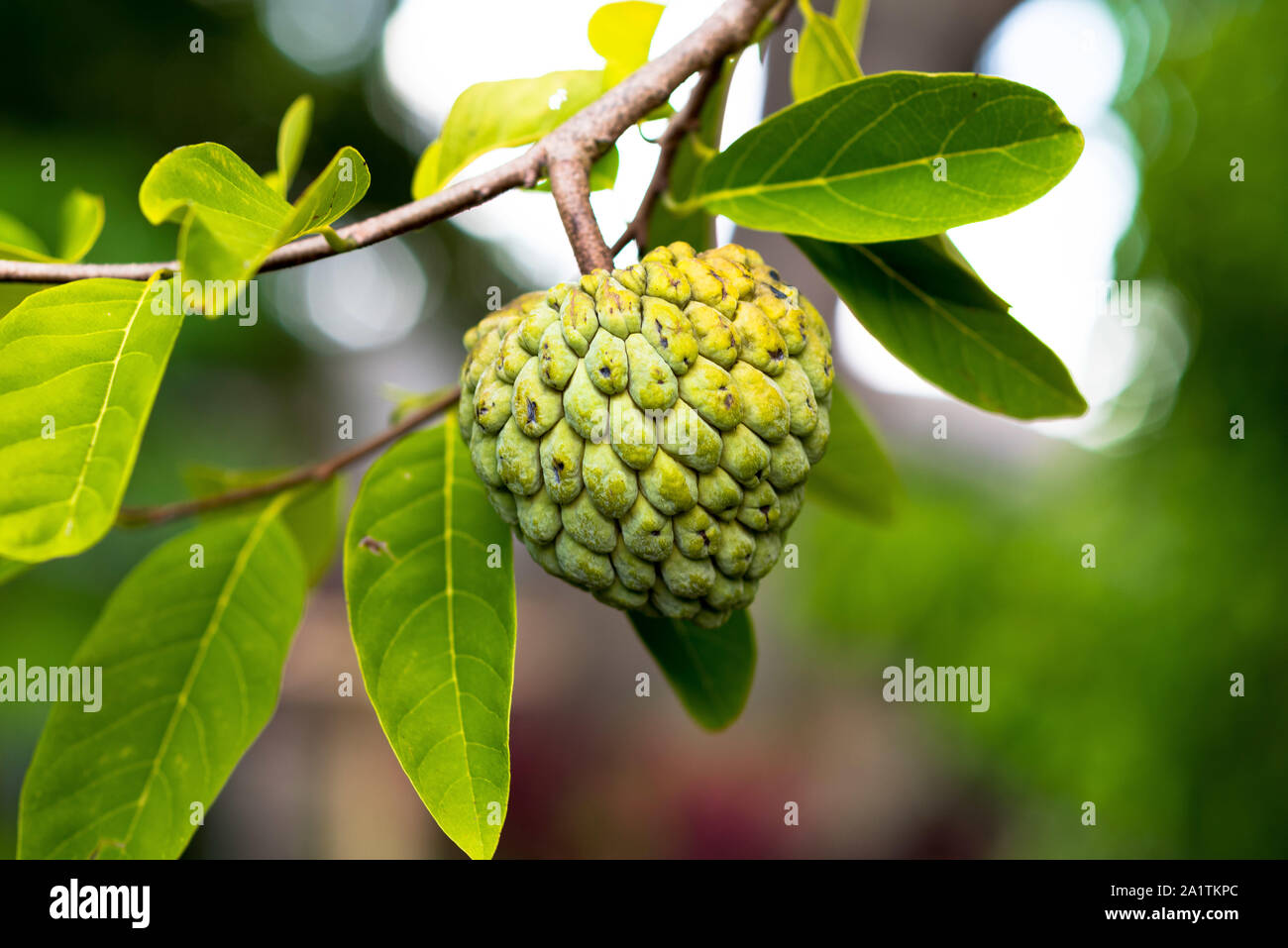Anona fruit hi-res stock photography and images - Alamy