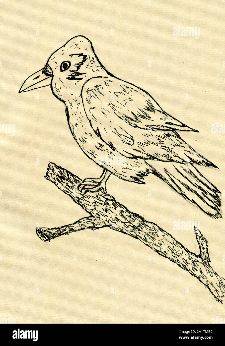 Grunge hand drawn illustration of a big crow sitting on a branch Stock ...