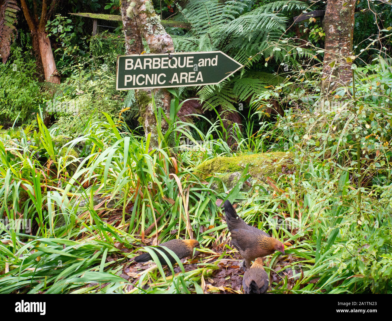 Barbeque And Picnic Area Sign And Some Chickens Stock Photo - Alamy