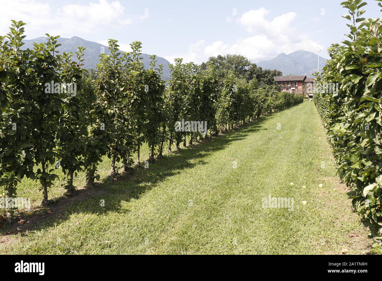 Apples hanging on tree with rows of apple trees on farm Stock Photo - Alamy