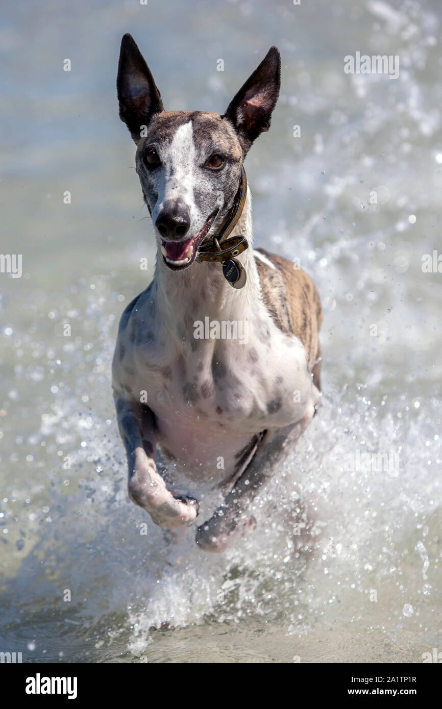 Whippet water hi-res stock photography and images - Alamy