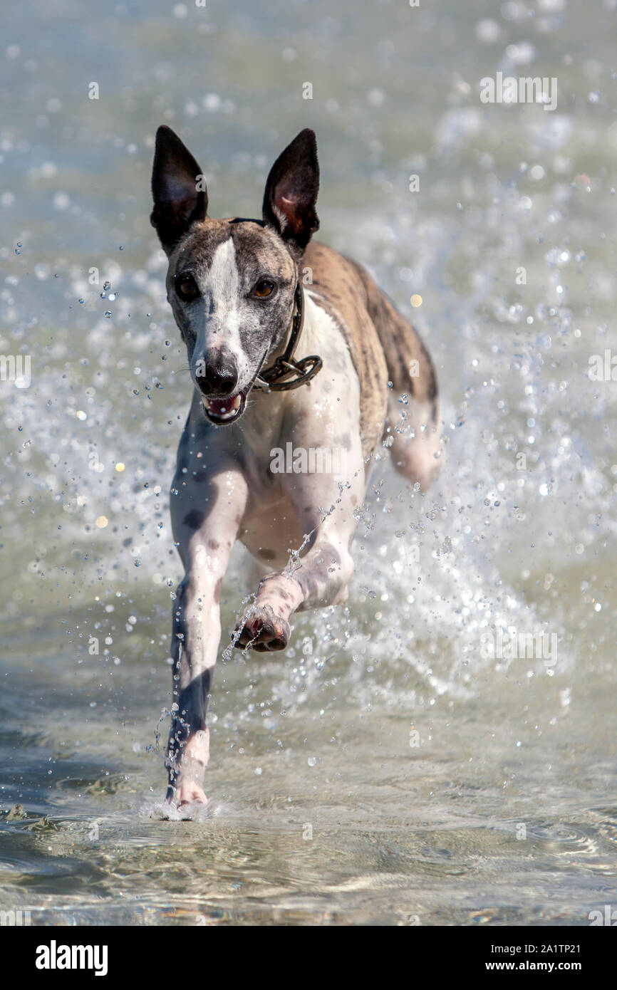 Whippet water hi-res stock photography and images - Alamy