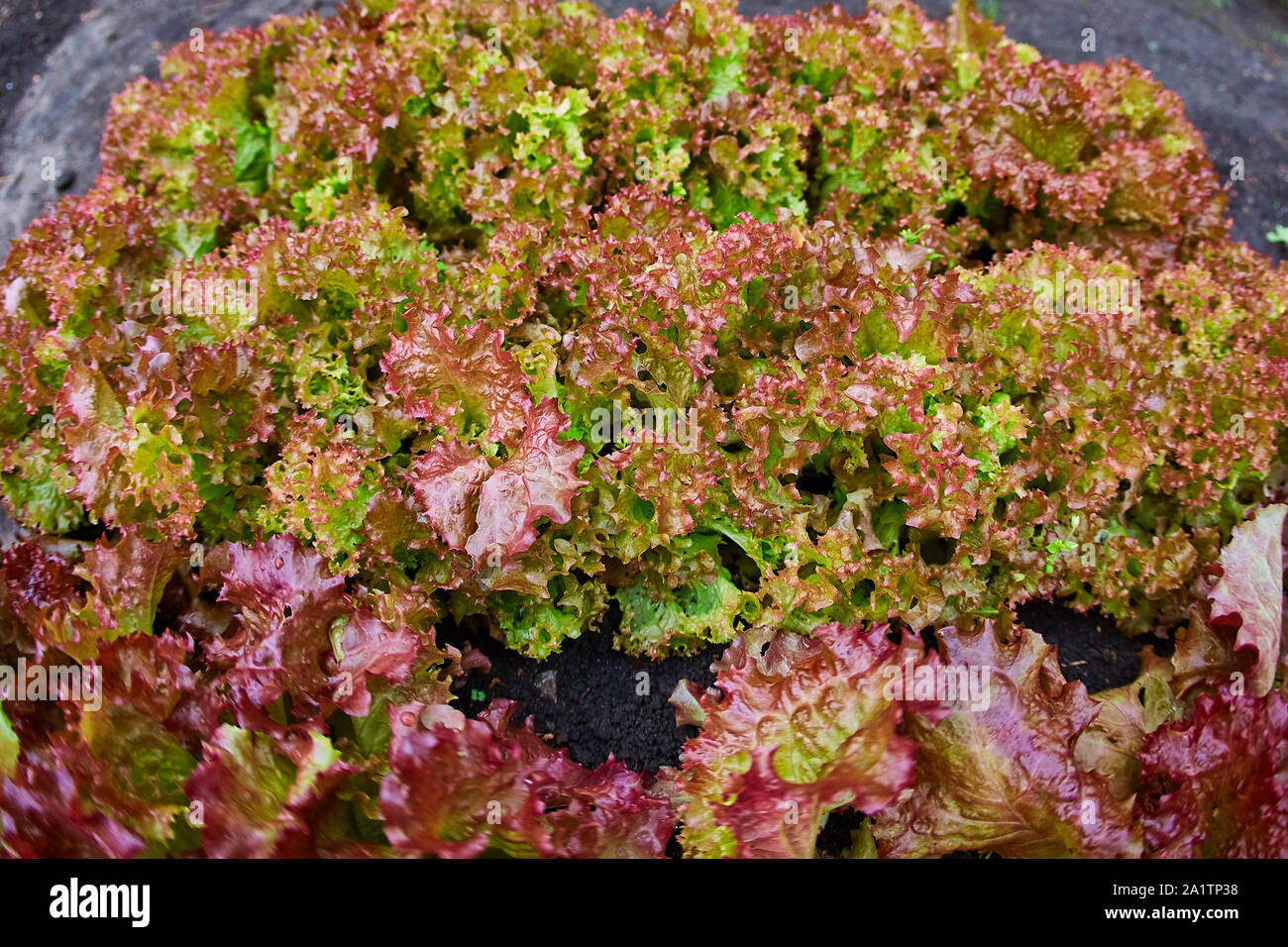 Romania Lettuce plant in a vegetable farm, a vegetable garden on the ...