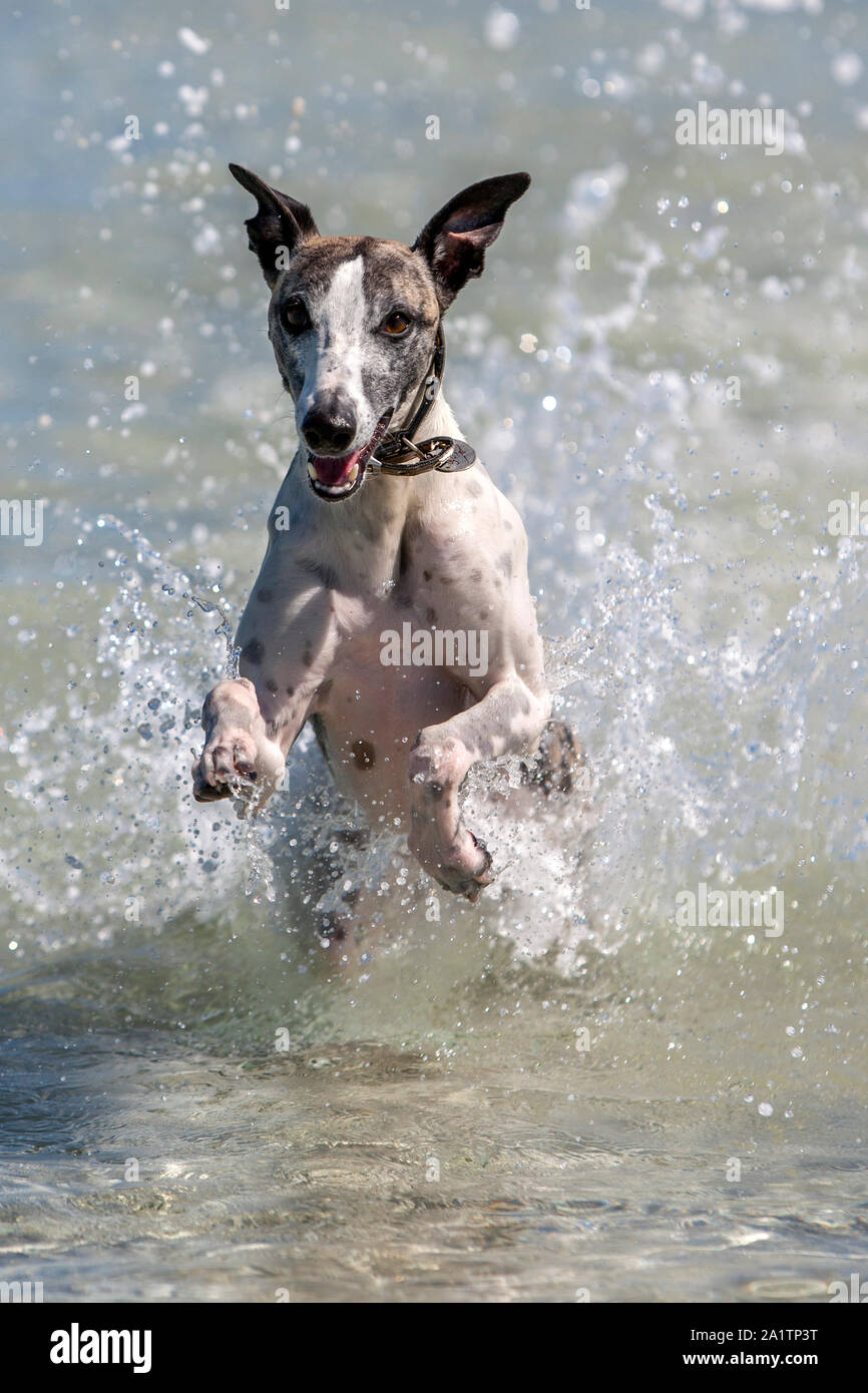 Whippet water hi-res stock photography and images - Alamy