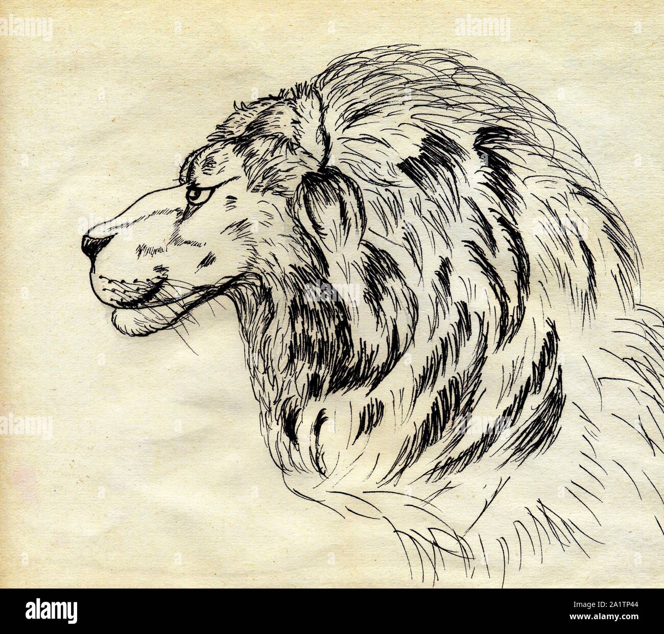 Stylized hand drawing sketch of male lion head Stock Photo - Alamy