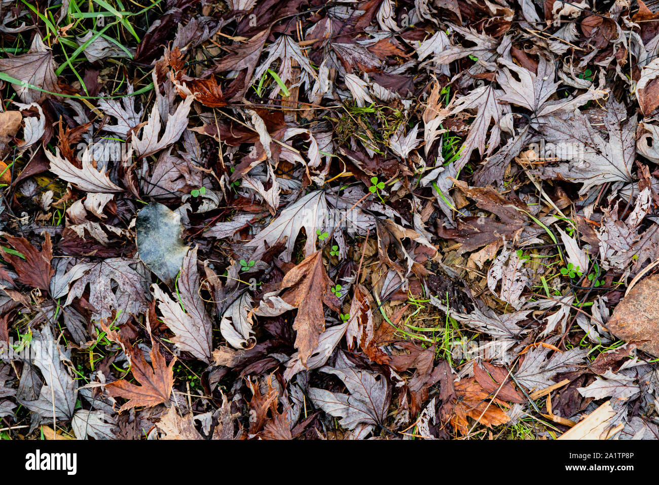 Brown fall leaves on the ground texture background autumn dry leaves ...