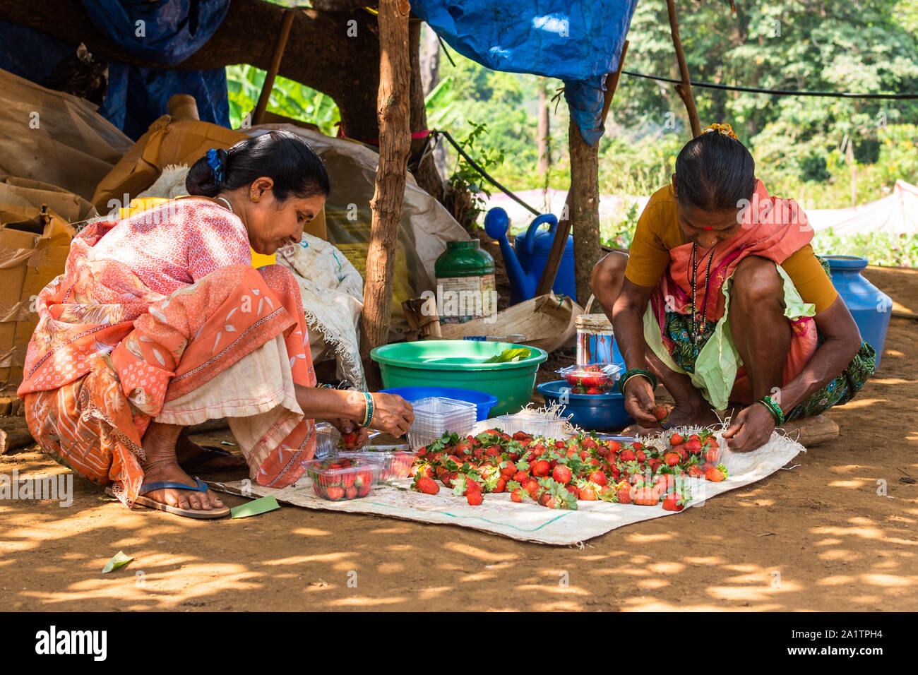 Organic Strawberries being sorted and packaged for sale at a farm in ...