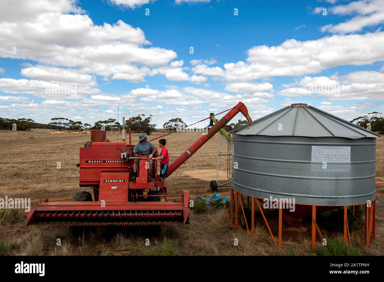 A farmer transfer grain from his Massey Ferguson 587 harvester into a ...