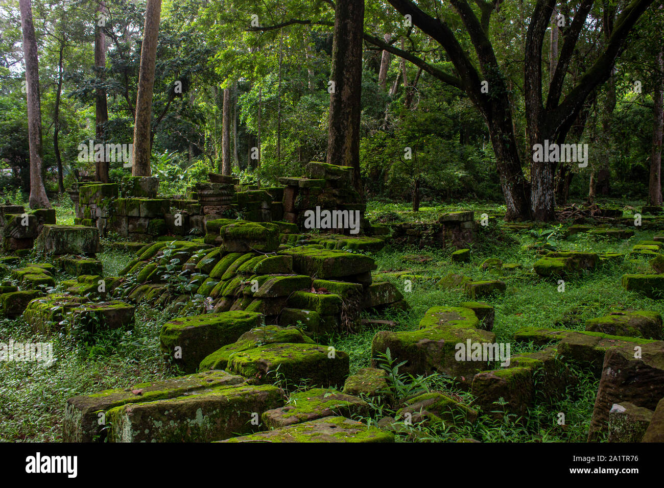 Angkor forest hi-res stock photography and images - Alamy