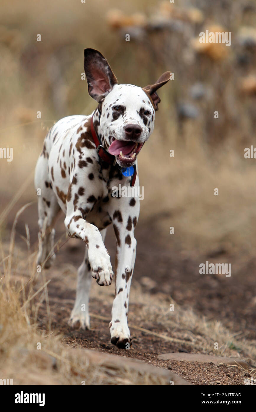 Dalmatian dog brown spots hi-res stock photography and images - Alamy