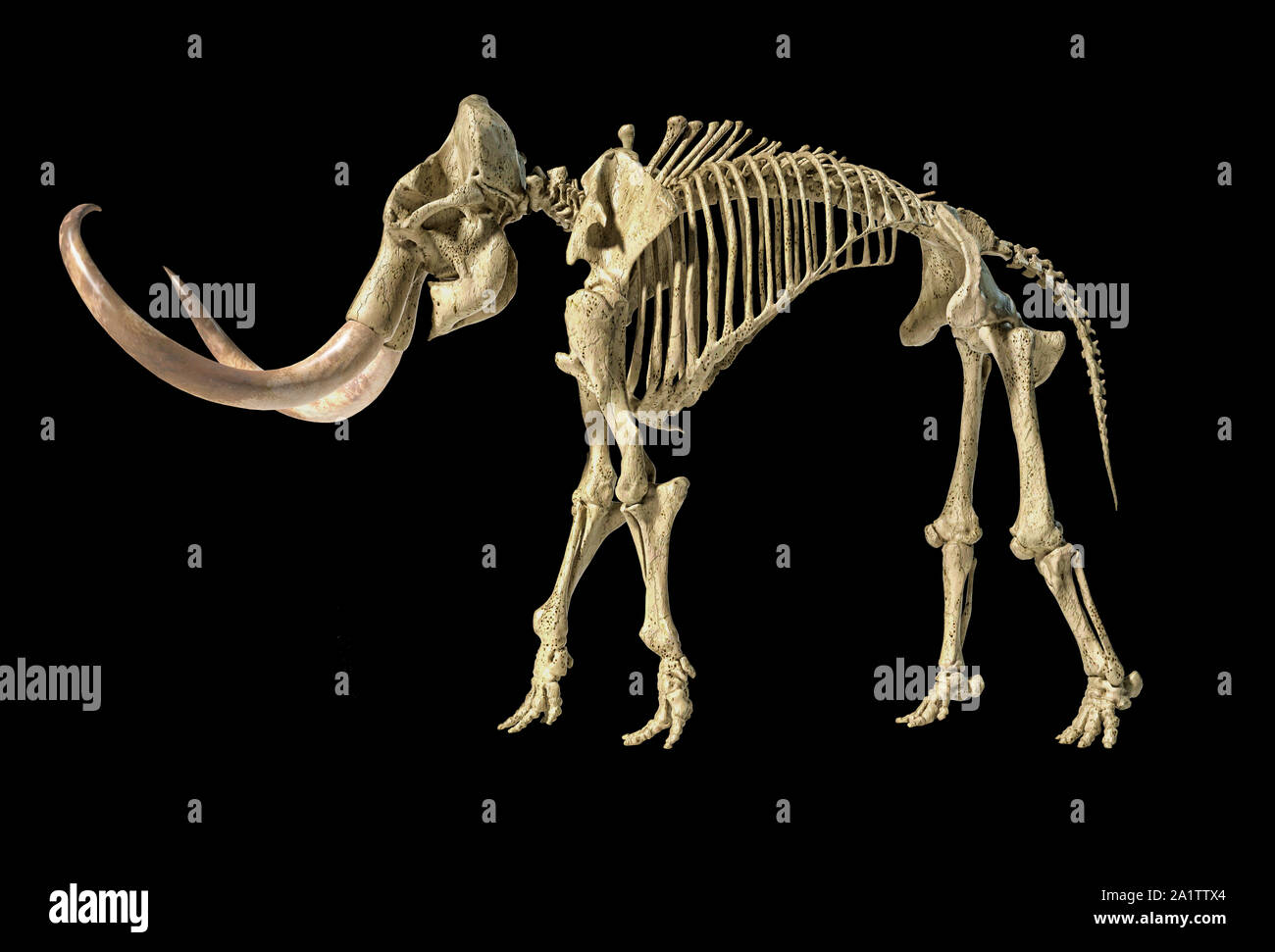 Mammoth skeleton hi-res stock photography and images - Alamy