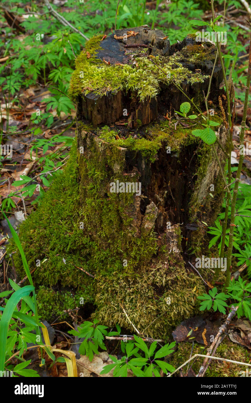 The basal remnant of a fallen tree in the forest in summer Stock Photo ...