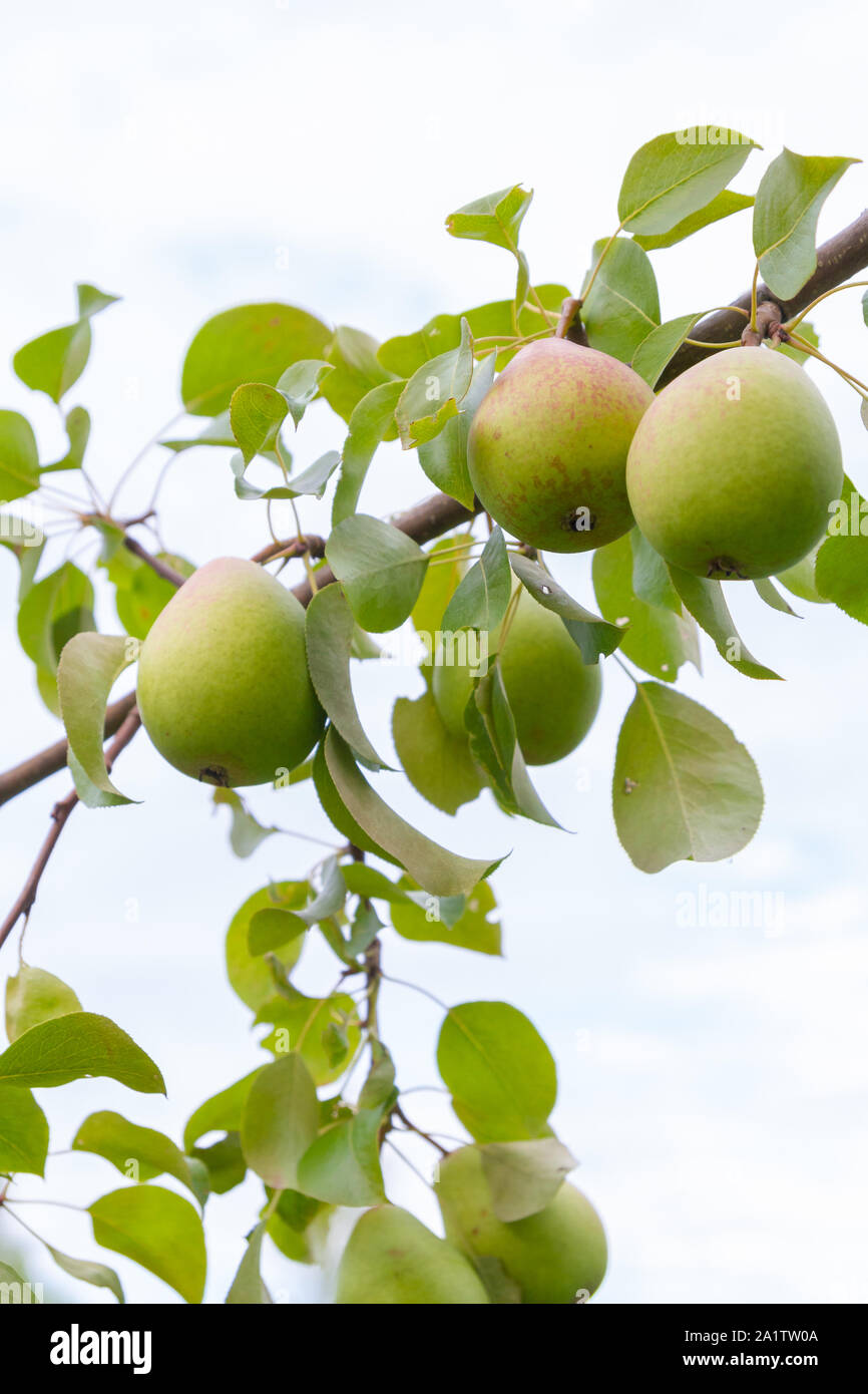 Pear hanging on a tree and Matures in late summer Stock Photo - Alamy