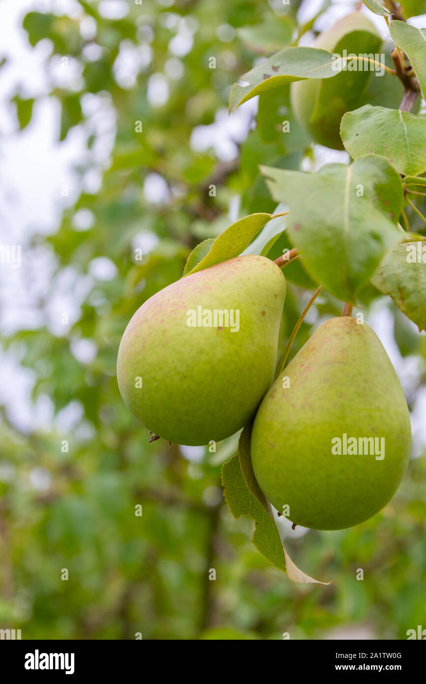 Pear hanging on a tree and Matures in late summer Stock Photo - Alamy