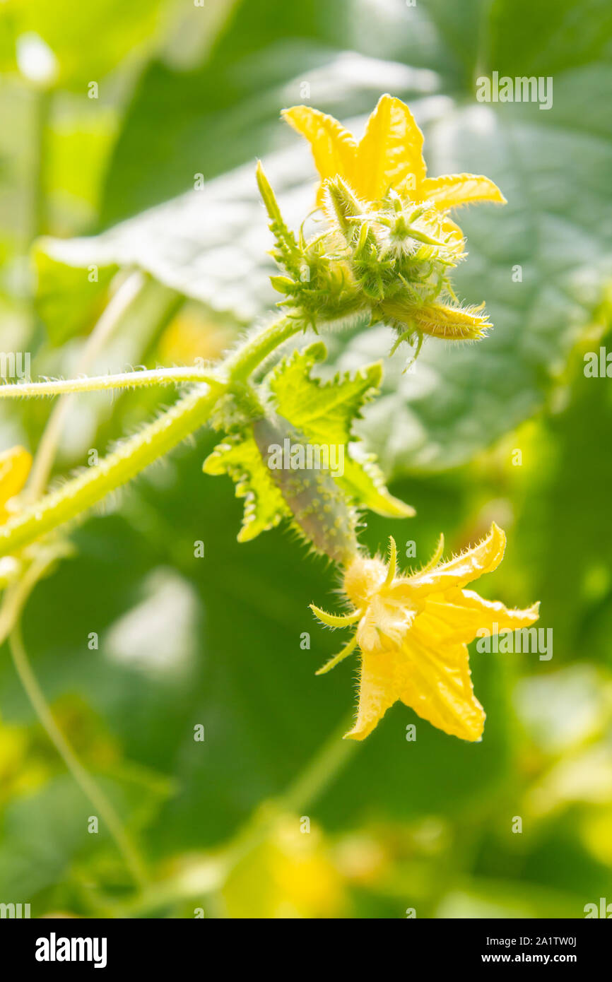 Cucumber embryo with a yellow flower on a branch Stock Photo - Alamy