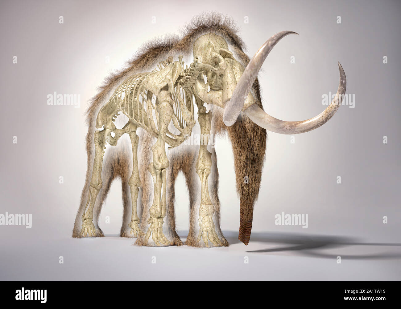 Woolly mammoth realistic 3d illustration with skeleton in morph effect ...