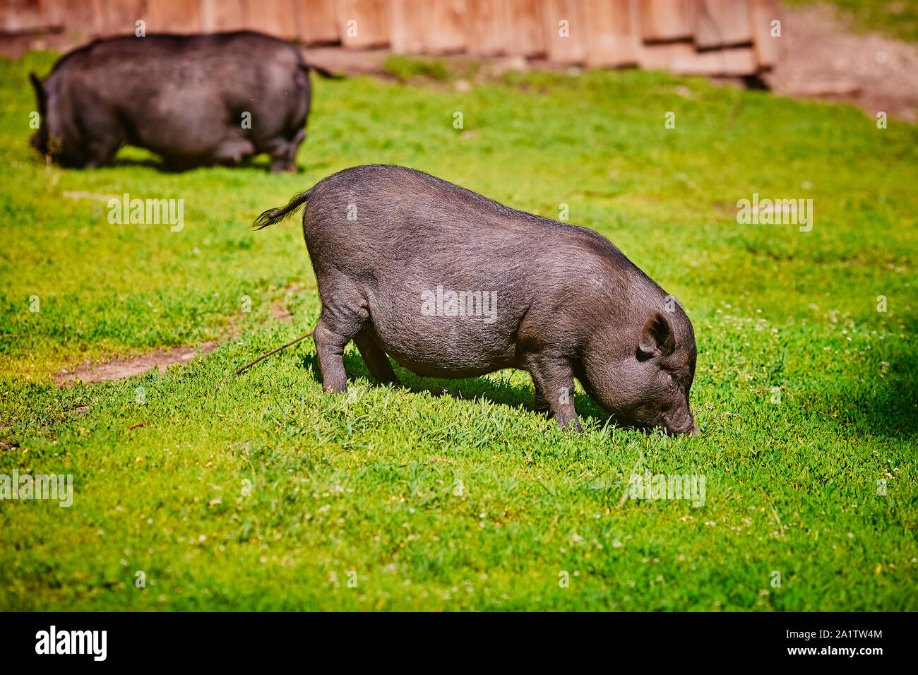 Vietnamese pot bellied pig pet hi-res stock photography and images - Alamy