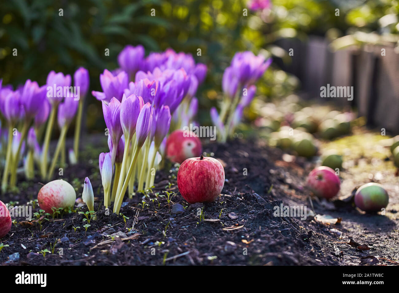 Autumn flower colchicum, similar to spring crocuses. Beautiful and ...