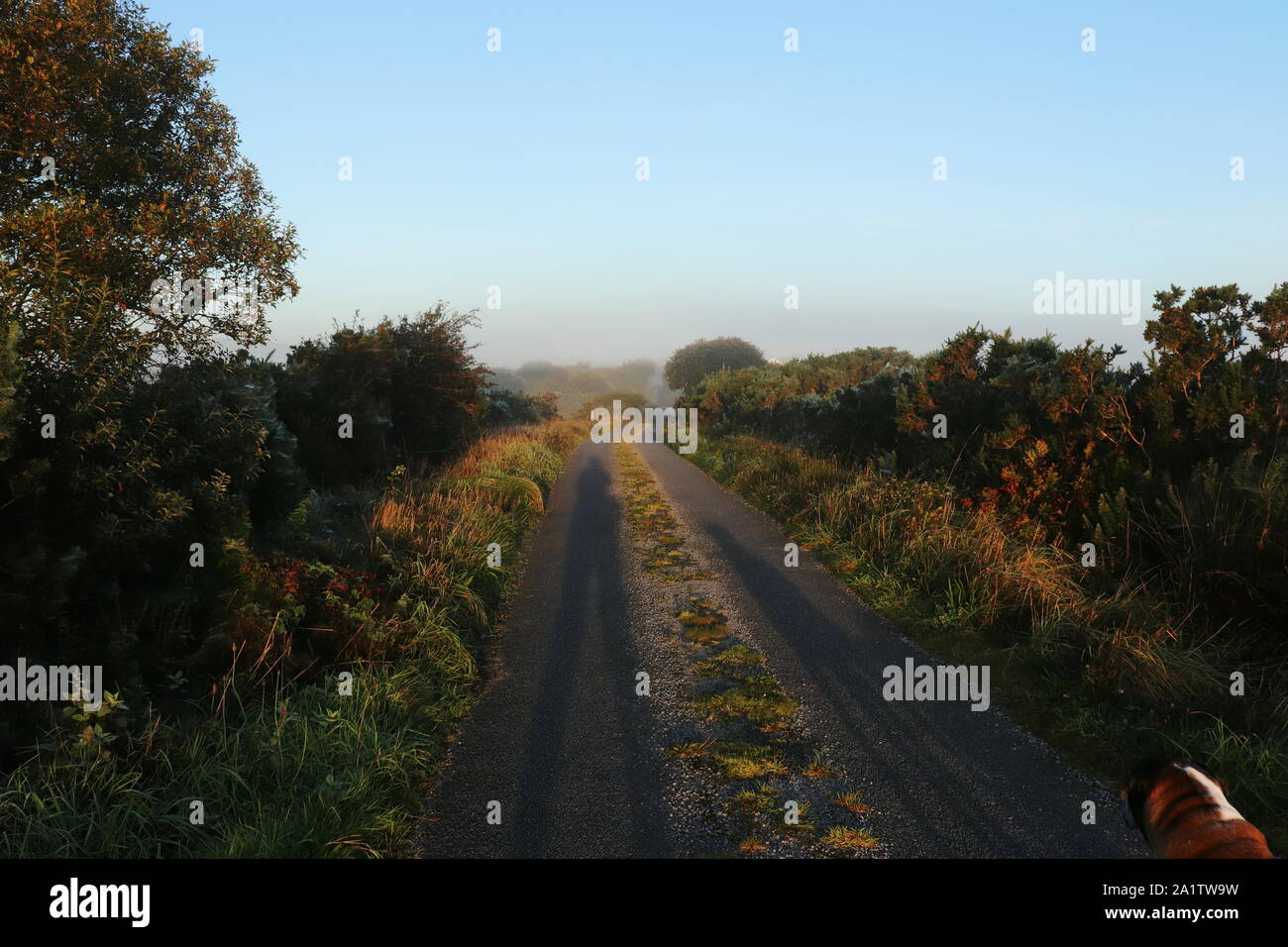 Open road leading into the horizon, early morning with shadows on the ...