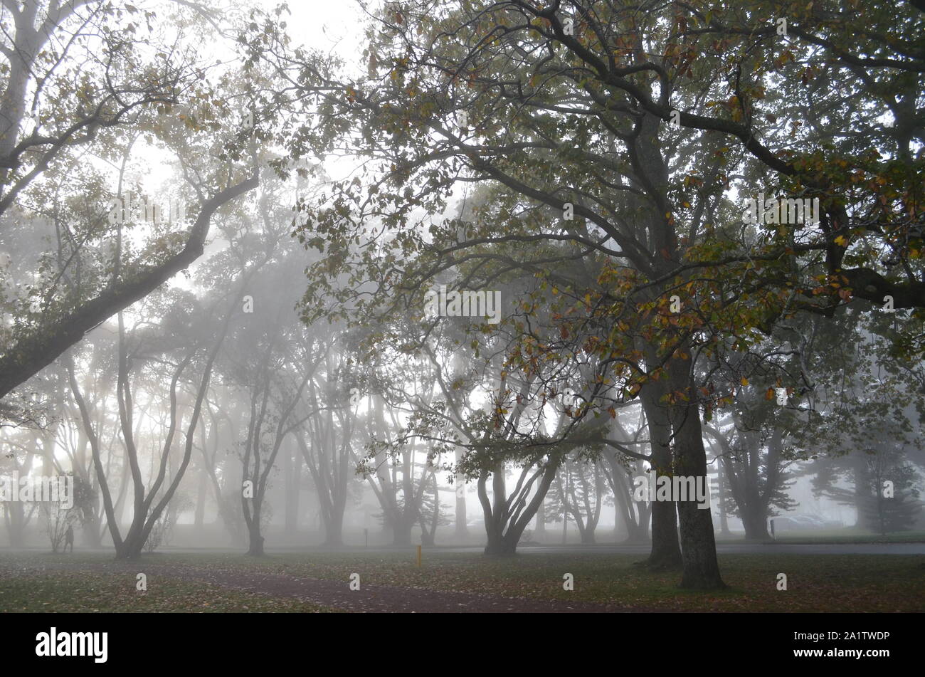 Ghostly trees surrounded by early morning fog Stock Photo - Alamy