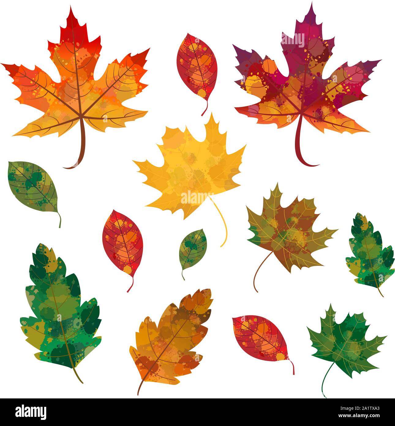 Autumn, Fall Leaves Vector Set - Isolated Leaves Without Background ...