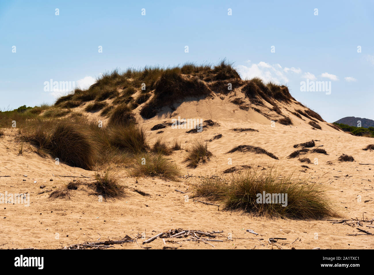 Sand dune regeneration reserve on the beach of Cala Mesquida, Majorca ...