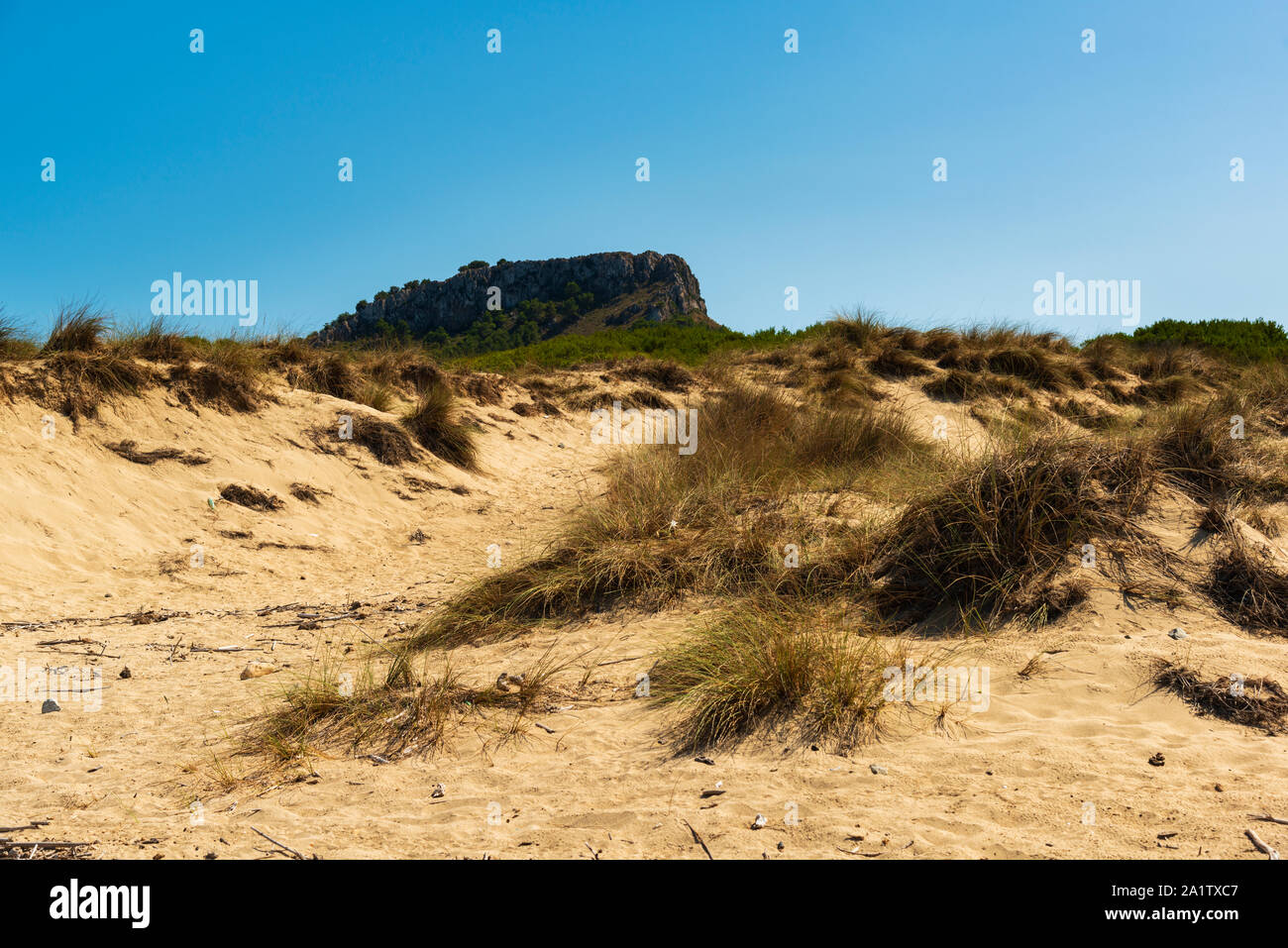 Sand dune regeneration reserve on the beach of Cala Mesquida, Majorca ...