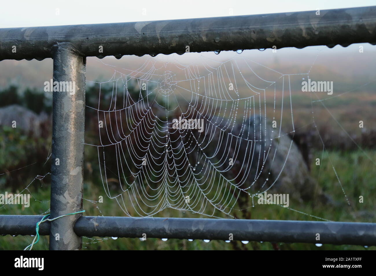 Spider webs nature scenery scenery spider dark hi-res stock photography ...