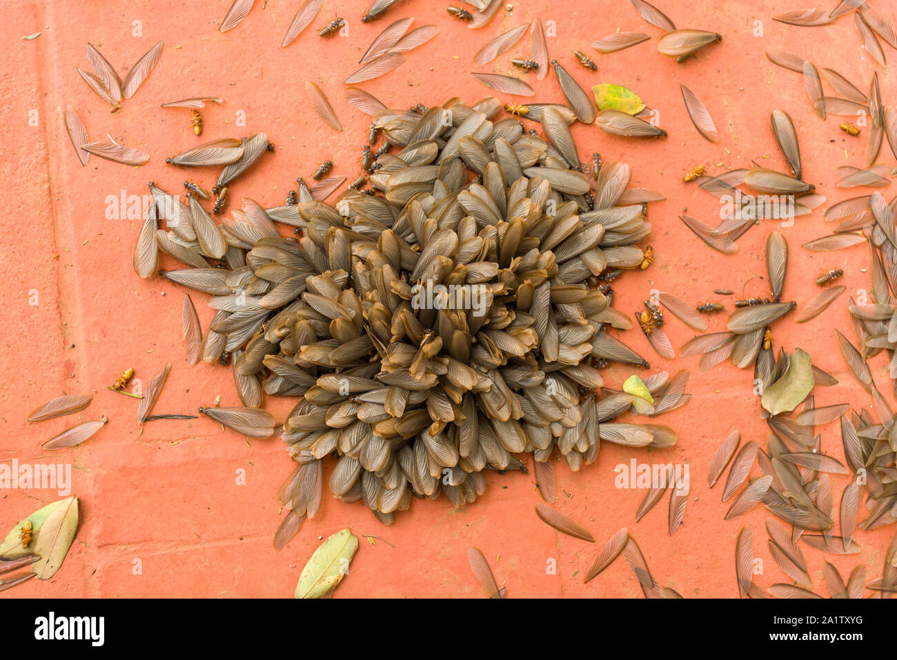 Harvester termites hi-res stock photography and images - Alamy