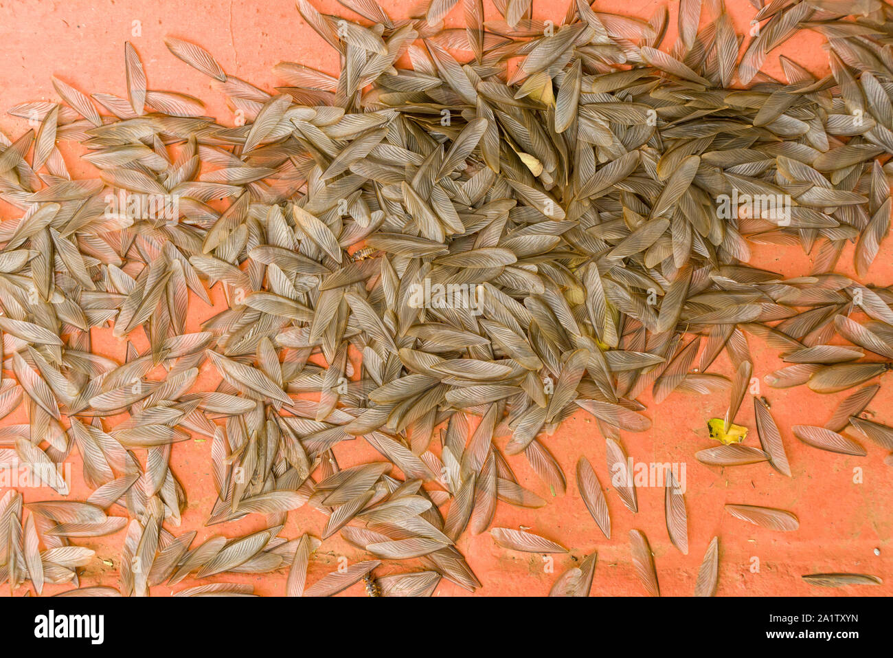 African harvester termite alates discarded wings ( Hodotermes ...