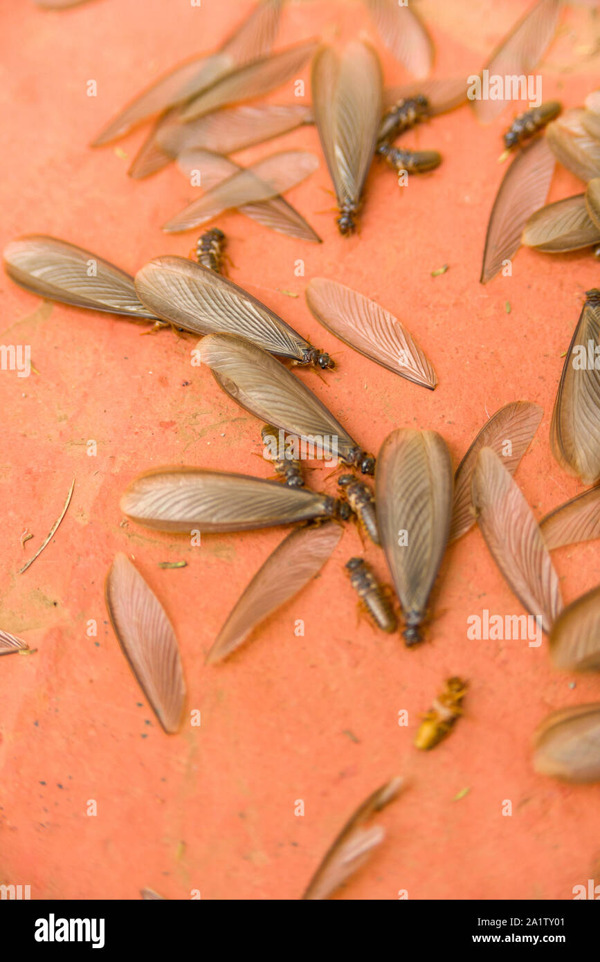 Harvester termites hi-res stock photography and images - Alamy