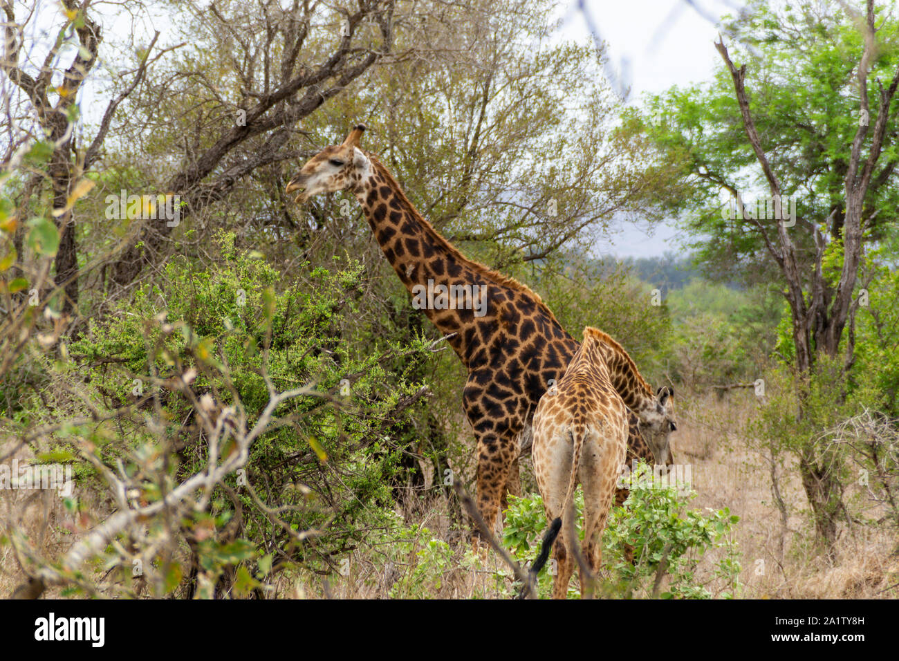 Kruger National Park - Giraffe Stock Photo - Alamy