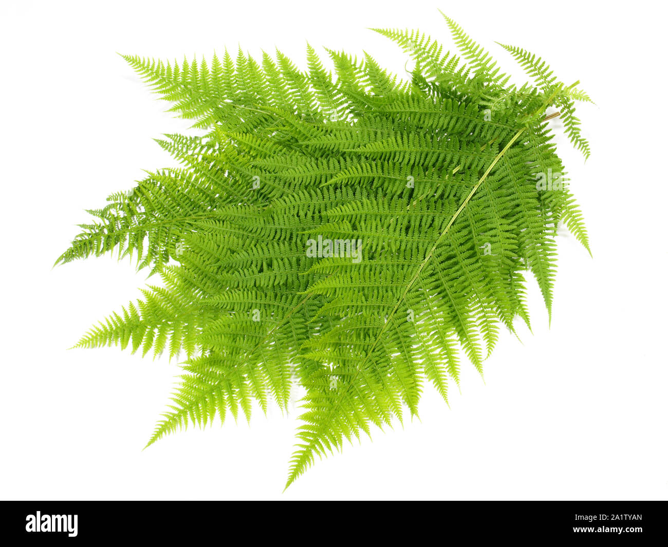 Fern Plant on White Background Stock Photo - Alamy