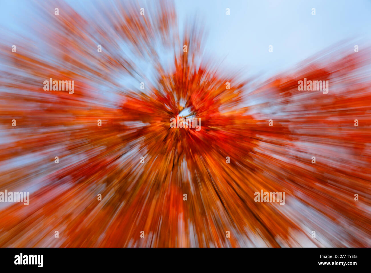 Beautiful maple tree in autumn colours with slow shutter speed and fast ...