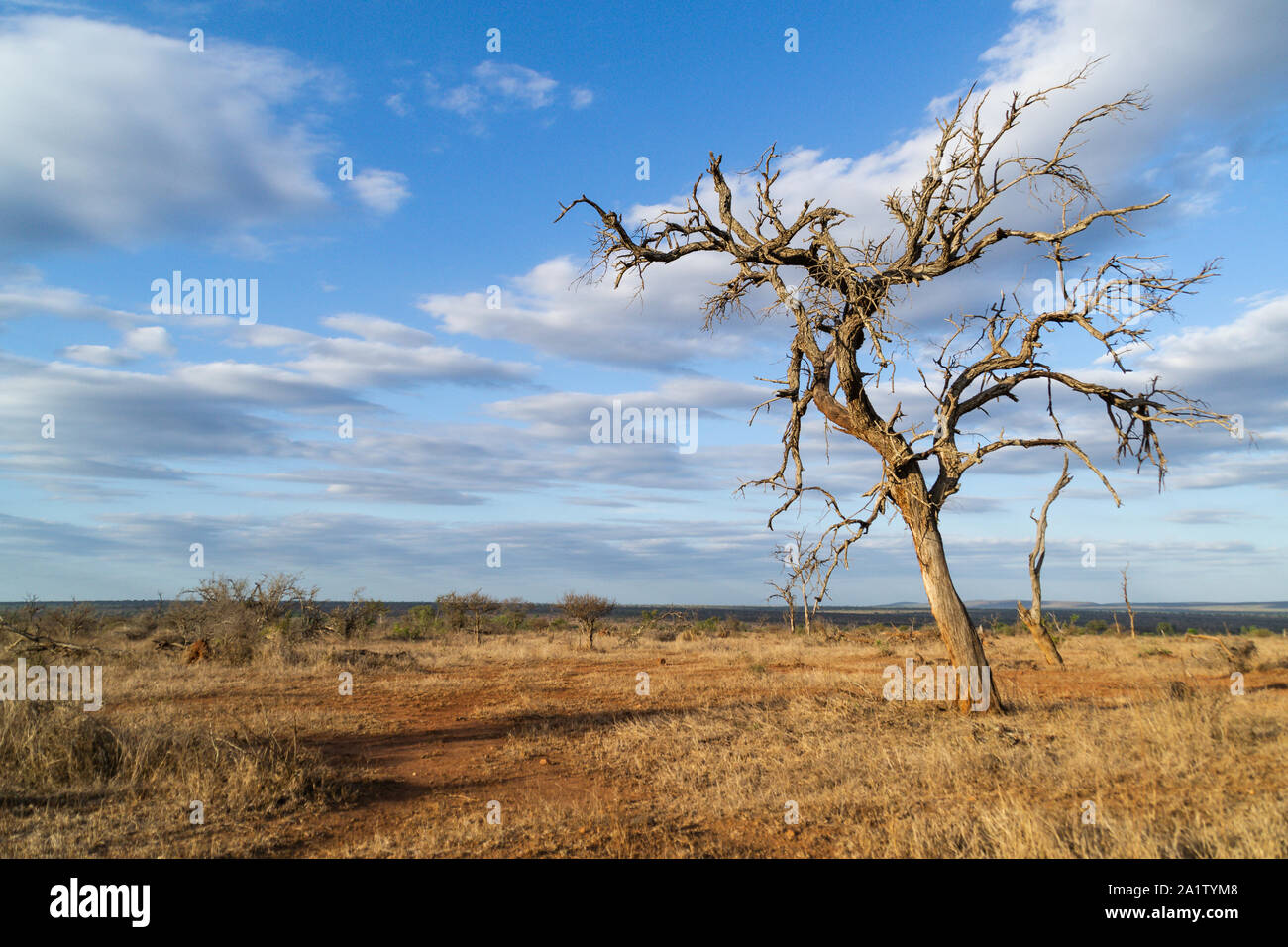 Kruger National Park - Dry Tree Stock Photo - Alamy
