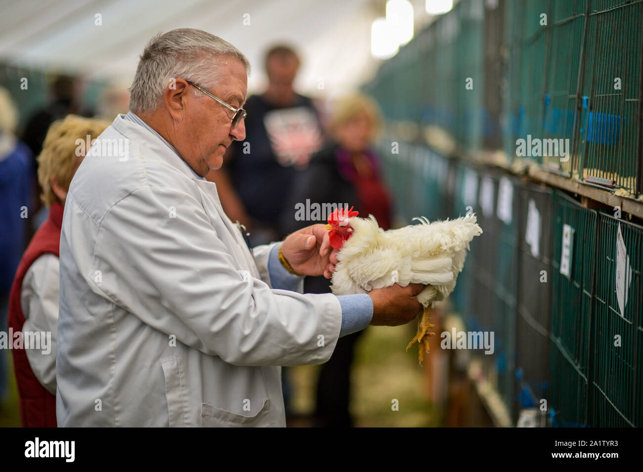 Serama chicken hi-res stock photography and images - Alamy