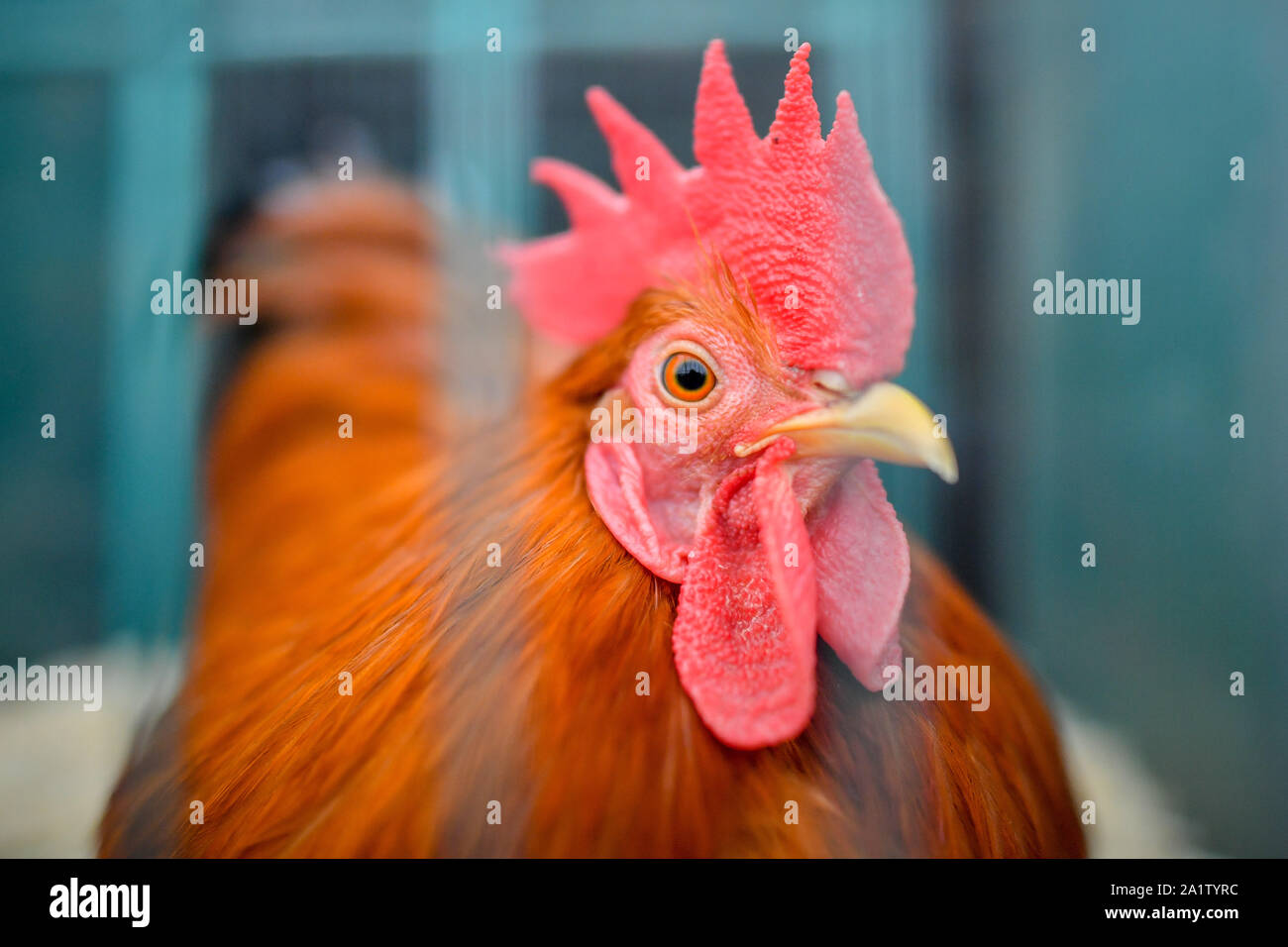 A New Hampshire red cockerel looks out from his cage as he waits to be ...