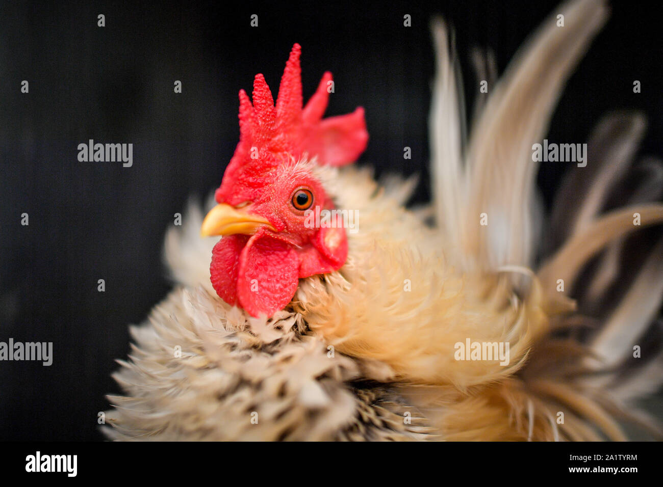 Frizzled Serama Chickens
