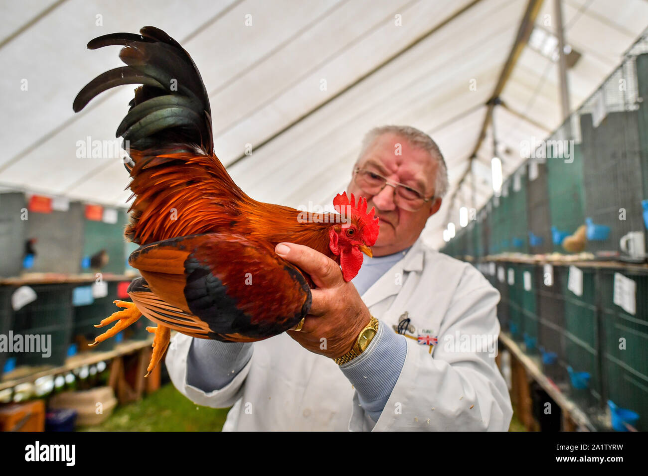 Judging process hi-res stock photography and images - Alamy
