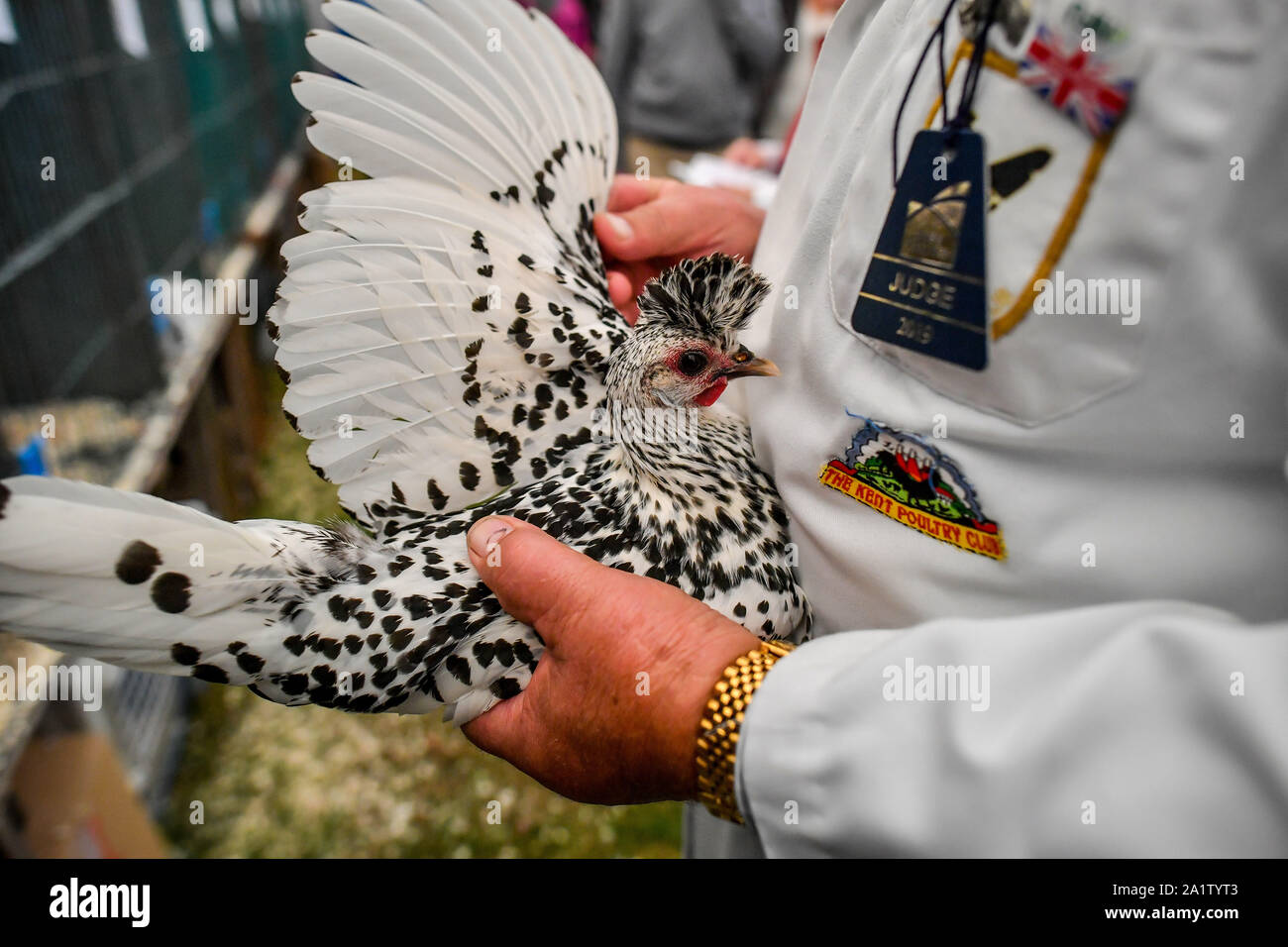 A silver spangled Hamburgh chicken's wings are spread and felt as part ...