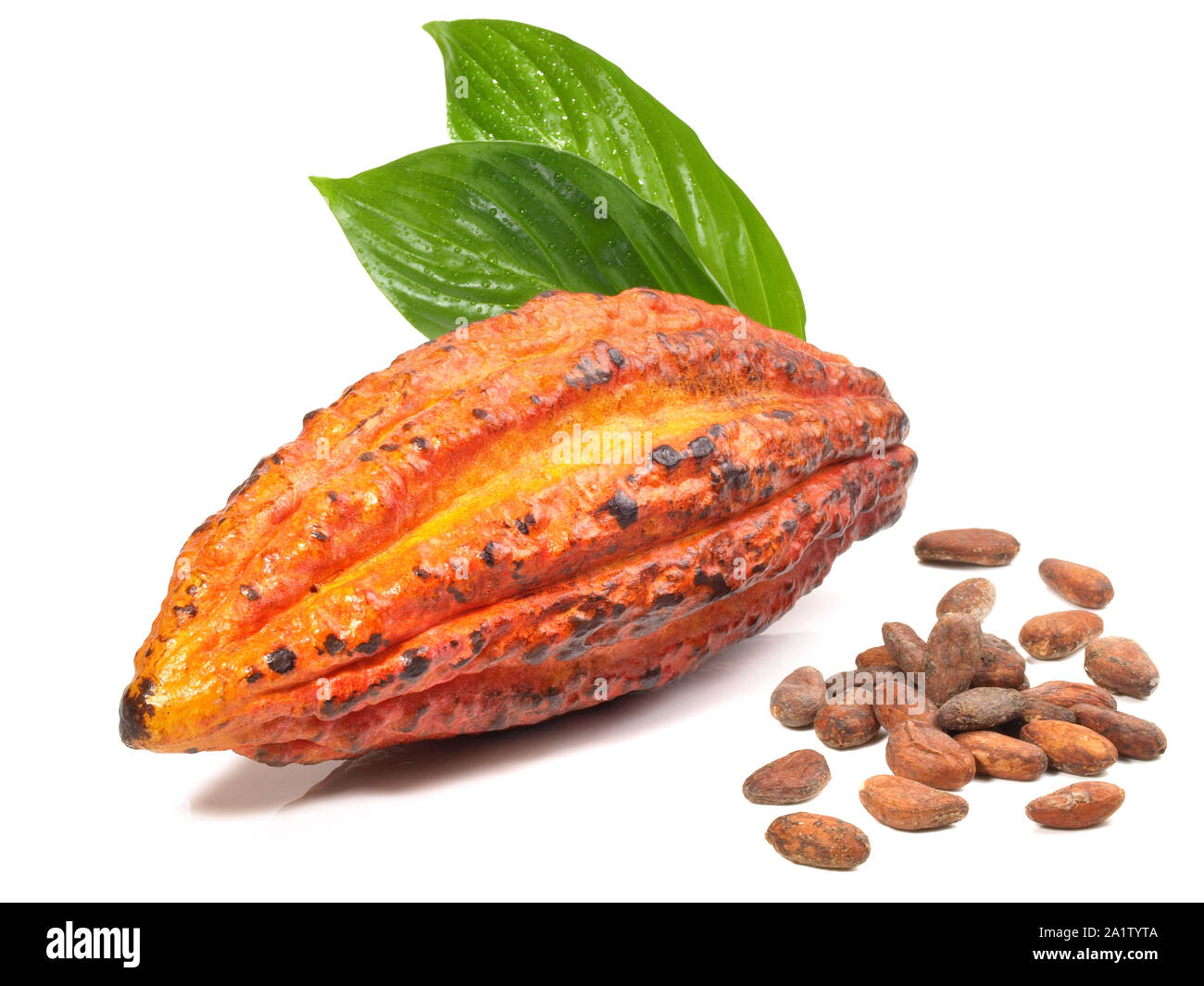 Fresh Cacao Fruit with Beans on white Background Stock Photo - Alamy