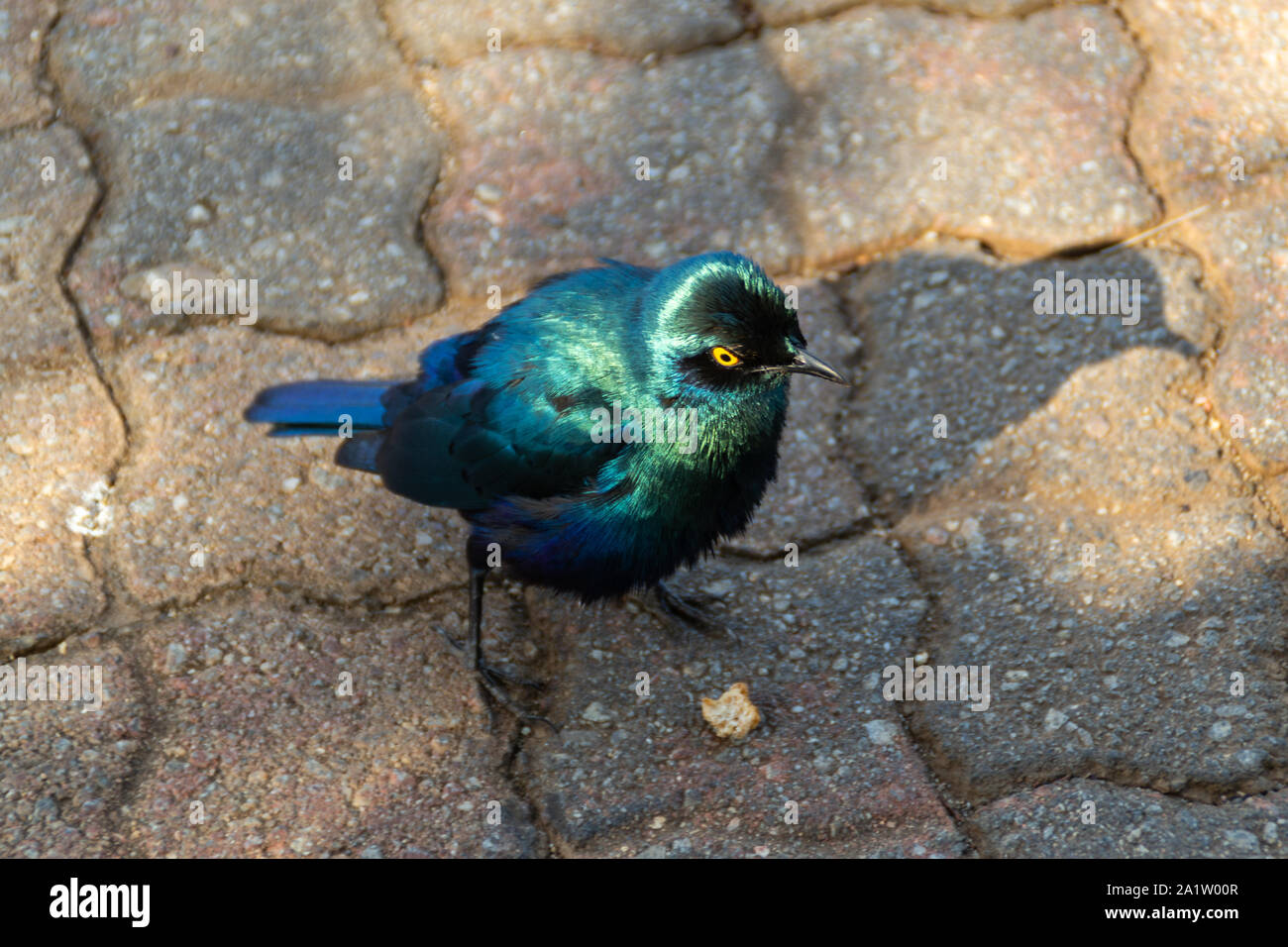 Blue starling hi-res stock photography and images - Alamy
