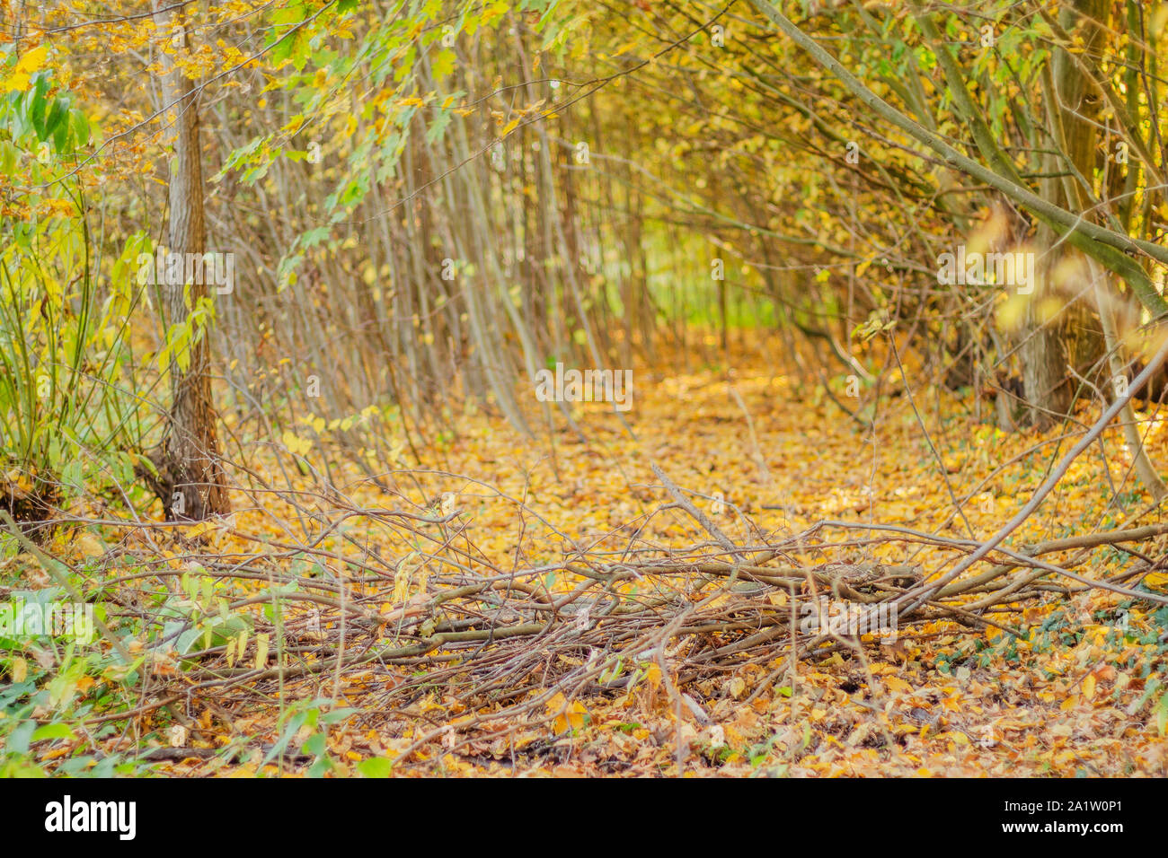 Colorful path in beautiful and sunny autumn season Stock Photo - Alamy