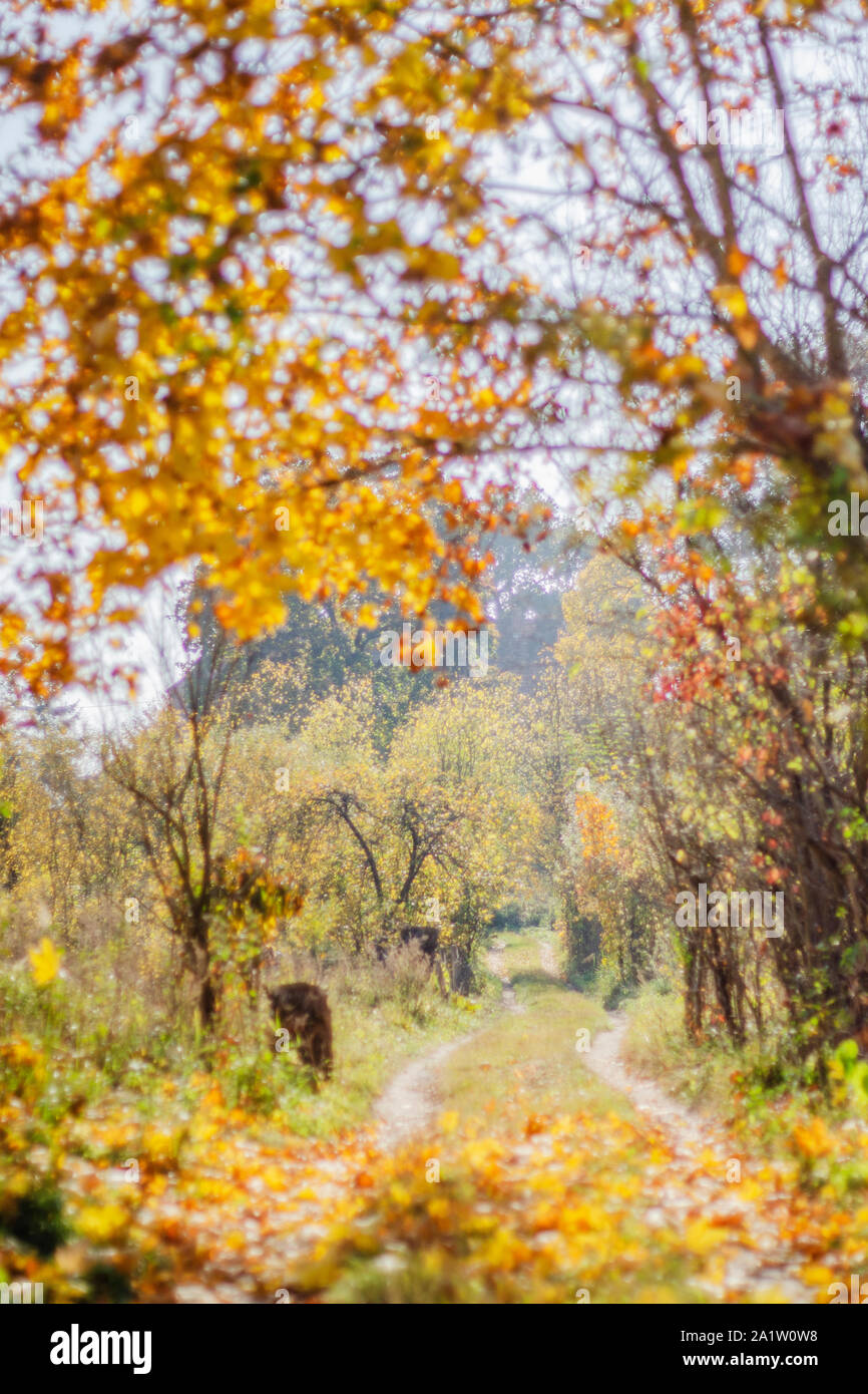 Colorful path in beautiful and sunny autumn season Stock Photo - Alamy