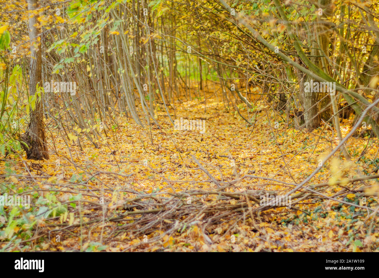 Colorful path in beautiful and sunny autumn season Stock Photo - Alamy