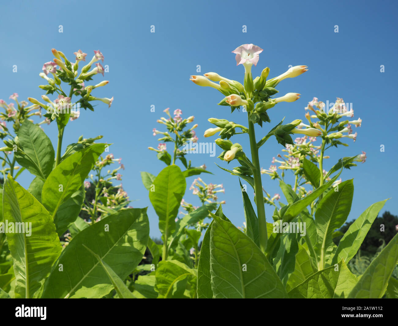 Green Tobacco Leaves Stock Photos & Green Tobacco Leaves Stock Images ...
