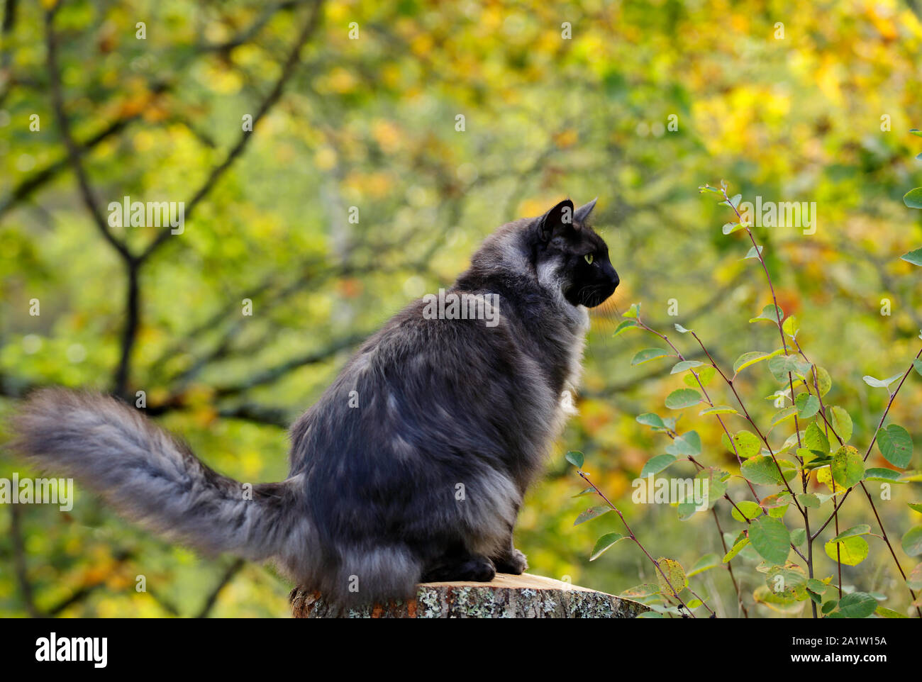A norwegian forest cat male sitting on a stump with his tail lifted ...