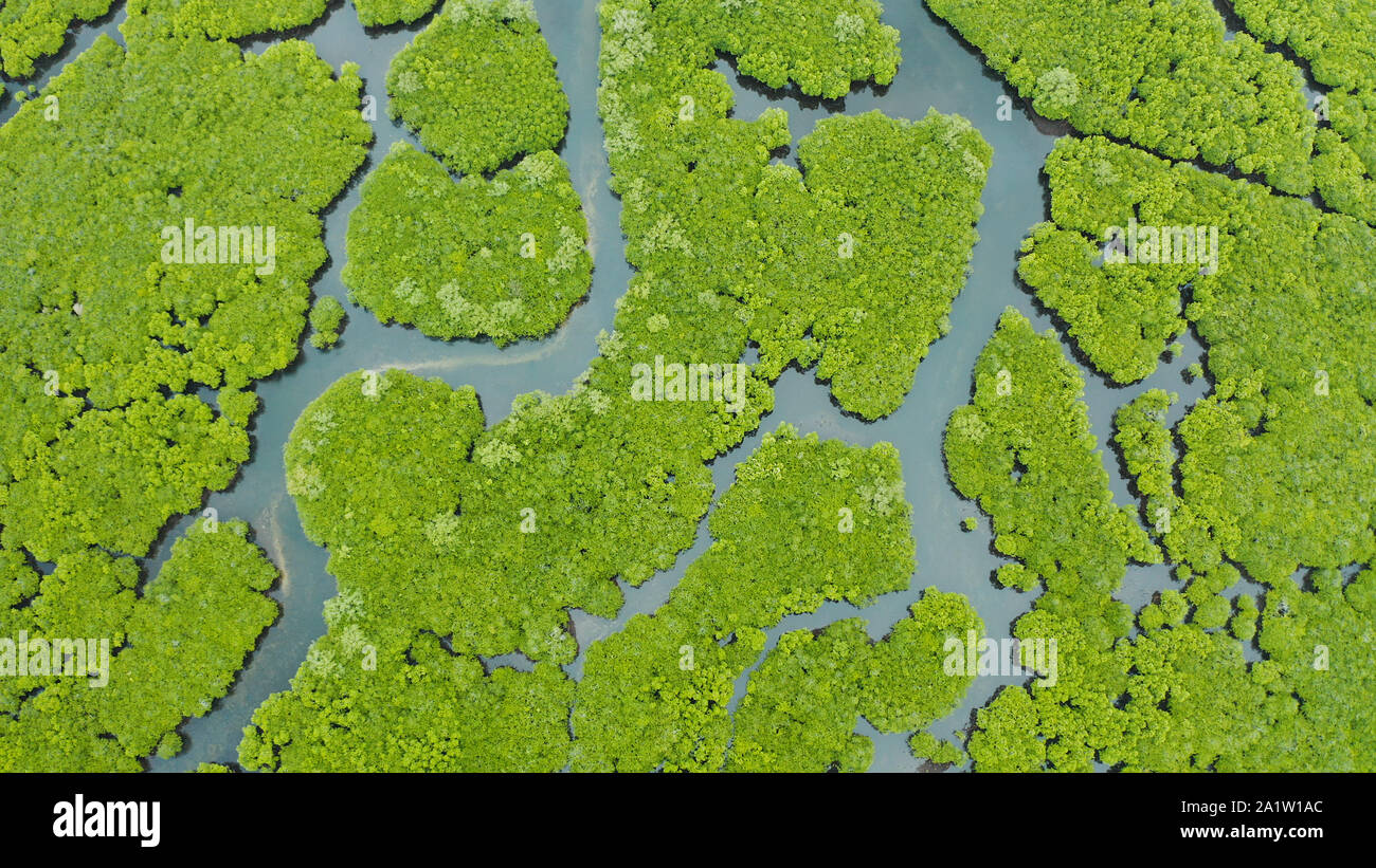 Aerial panoramic mangrove forest view in Siargao island,Philippines ...