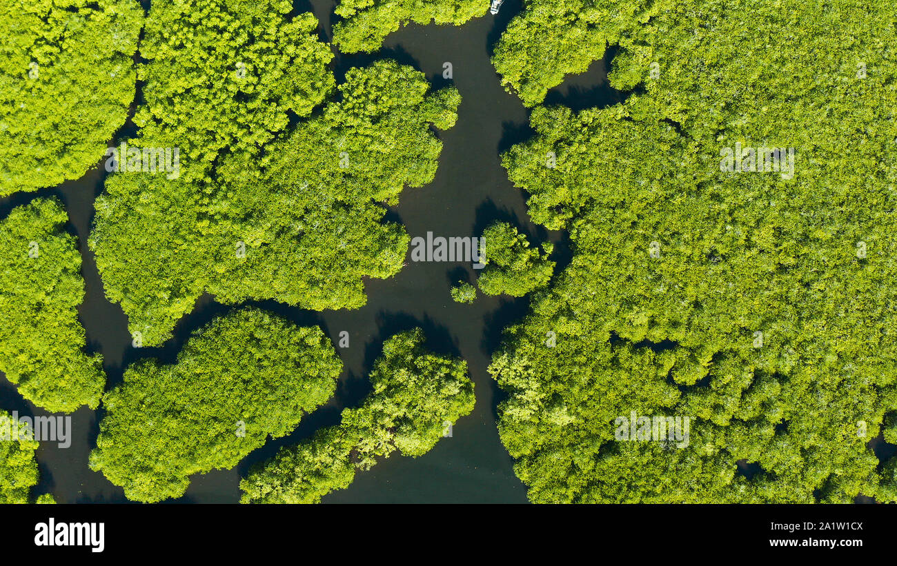 River in tropical mangrove green tree forest top view. Mangrove jungles ...