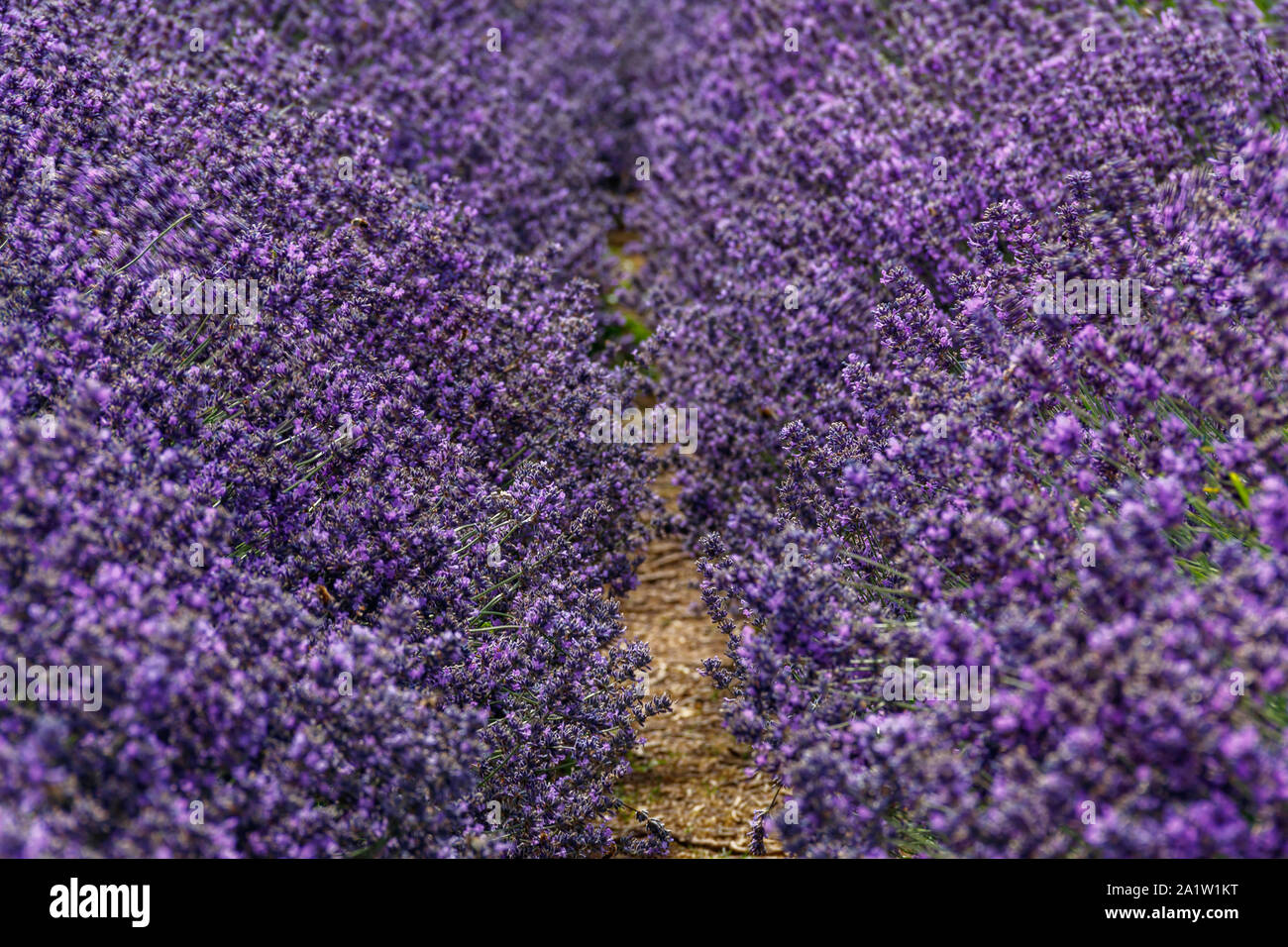 Field of lavender Stock Photo - Alamy